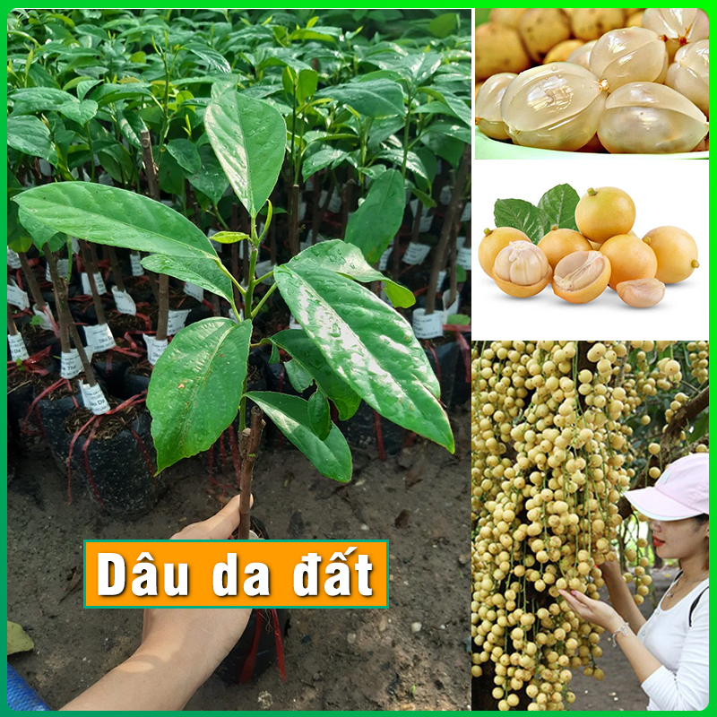 Cây Giống Dâu Da Đất bòn bon kèm bầu đất cao 40cm - 60cm cây khỏe phát ...