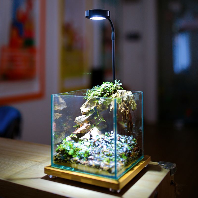 Bucep mix mini set terrarium, bán cạn, thủy sinh Hàng cạn nguyên cụm ...
