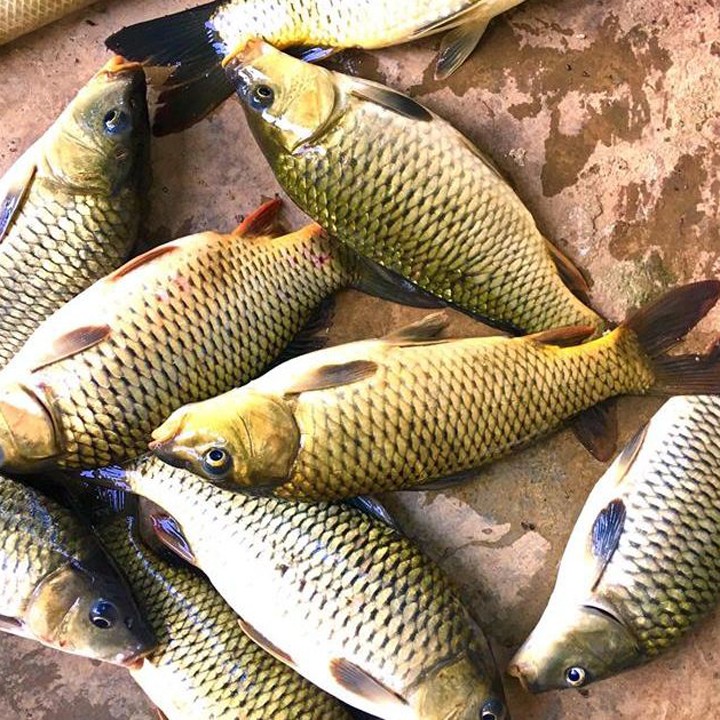 Mồi câu Chép Tàu, 120 g chép hương dâu Siêu Nhạy Chuyên Câu Cá Chép ...