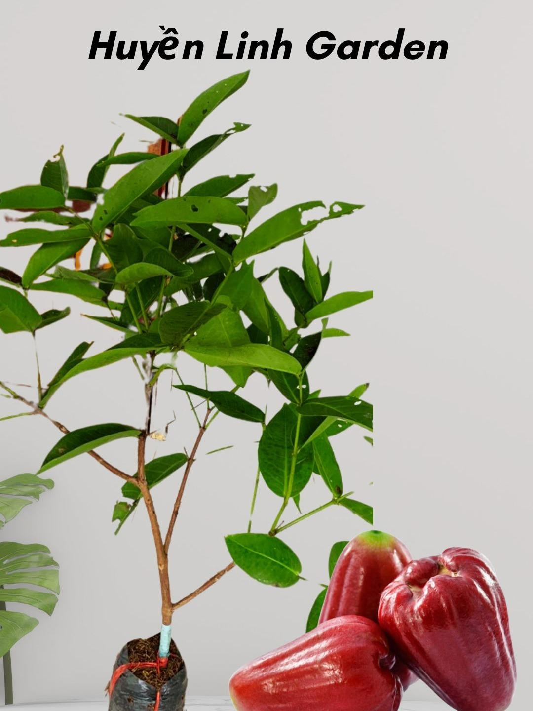 Cây Mận An Phước ( Cây Chui Cành ) Huyền Linh | Lazada.vn