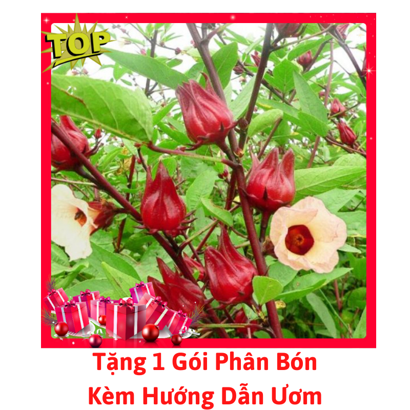 Red Atiso Flower | Best Flower Site