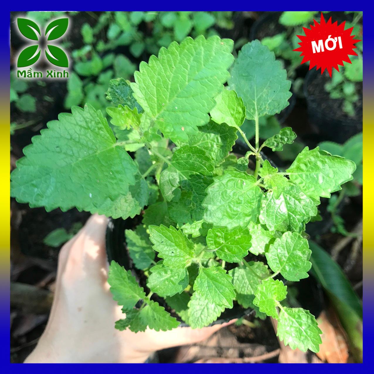 [Ảnh thật] Chậu Cây Bạc Hà Chanh Sả (Lemon Balm) Sả Chanh | Lazada.vn