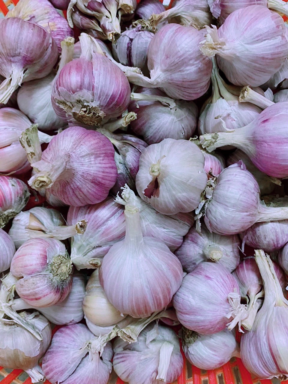 TỎI TÍM BẮC LỰA TỪNG CỦ ,,TỎI TÍM, TỎI PHAN RANG TỎI CÔ ĐƠN, TỎI ĐEN ...