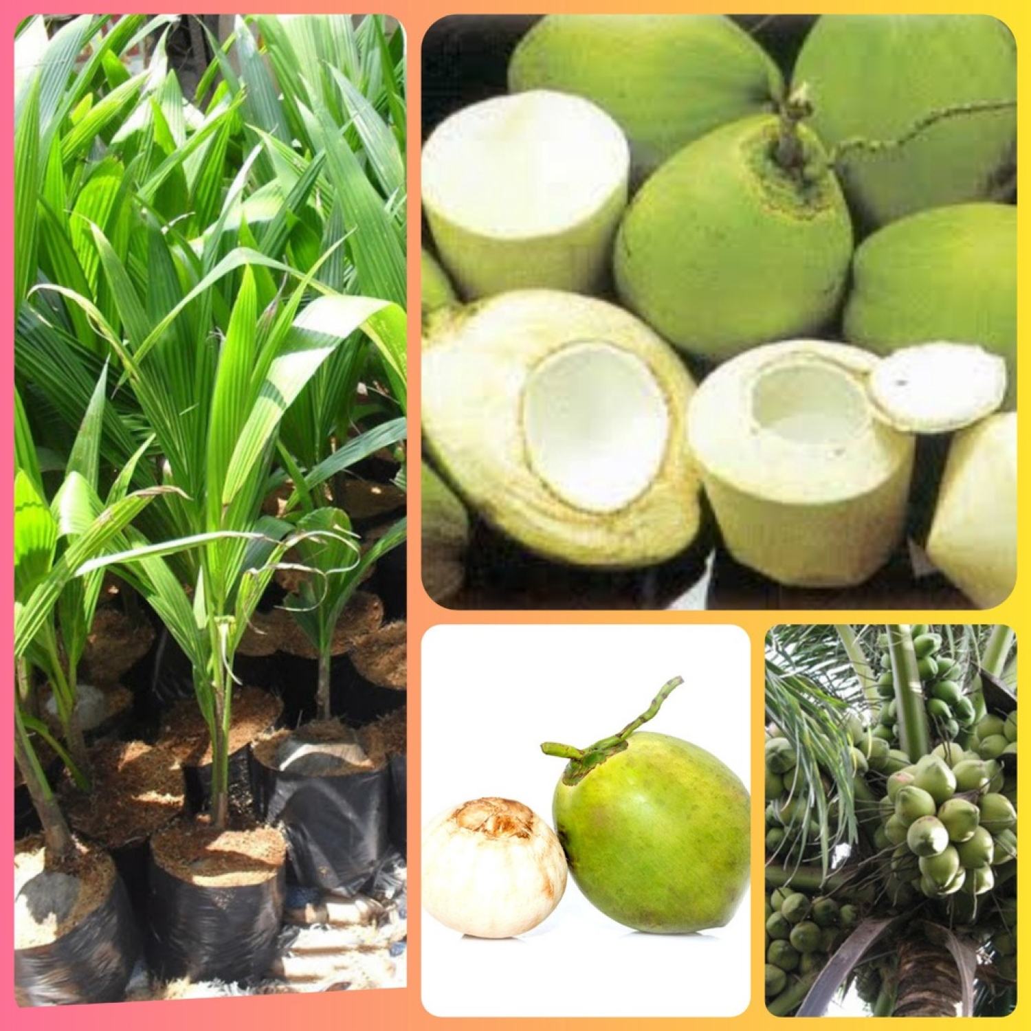 Cây giống Dừa Xiêm Dứa Lùn - Giống Dừa dứa Thái lan, nước thơm mùi dứa ...