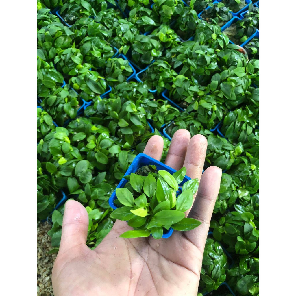 Cây Ráy Nana Lá Vàng (Ráy lá vàng mini) - Cây thuỷ sinh | Lazada.vn