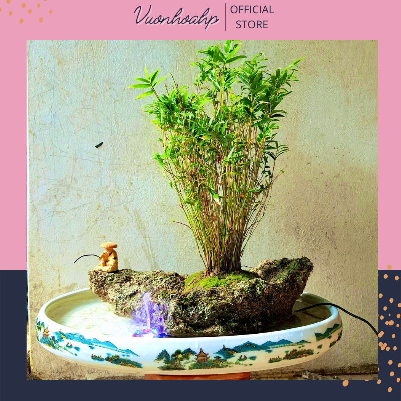 Cây trúc tăm tiểu cảnh, trúc tăm mini cao 20cm, cây tre lùn tiểu cảnh ...