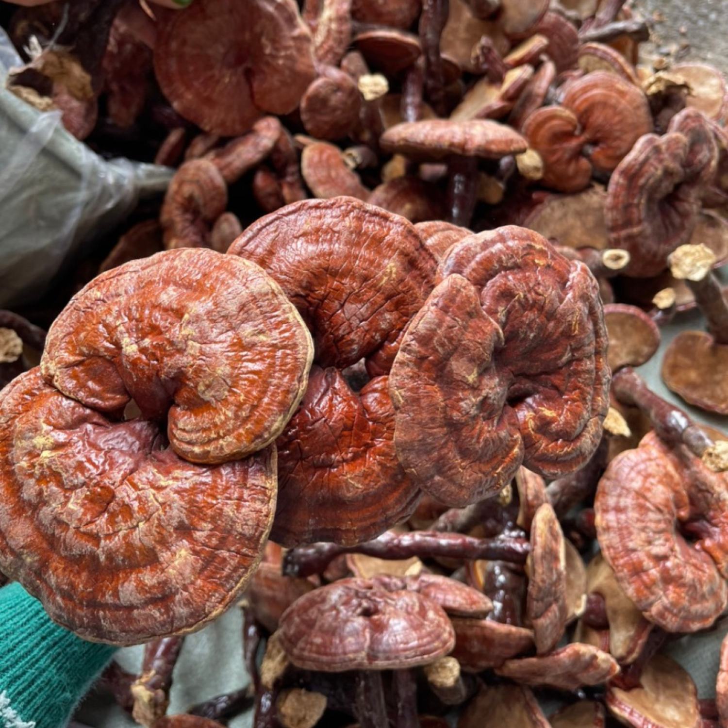 Nấm linh chi đỏ rừng Tây Bắc nấm linh chi ngâm rượu. Thảo dược quý nấm ...