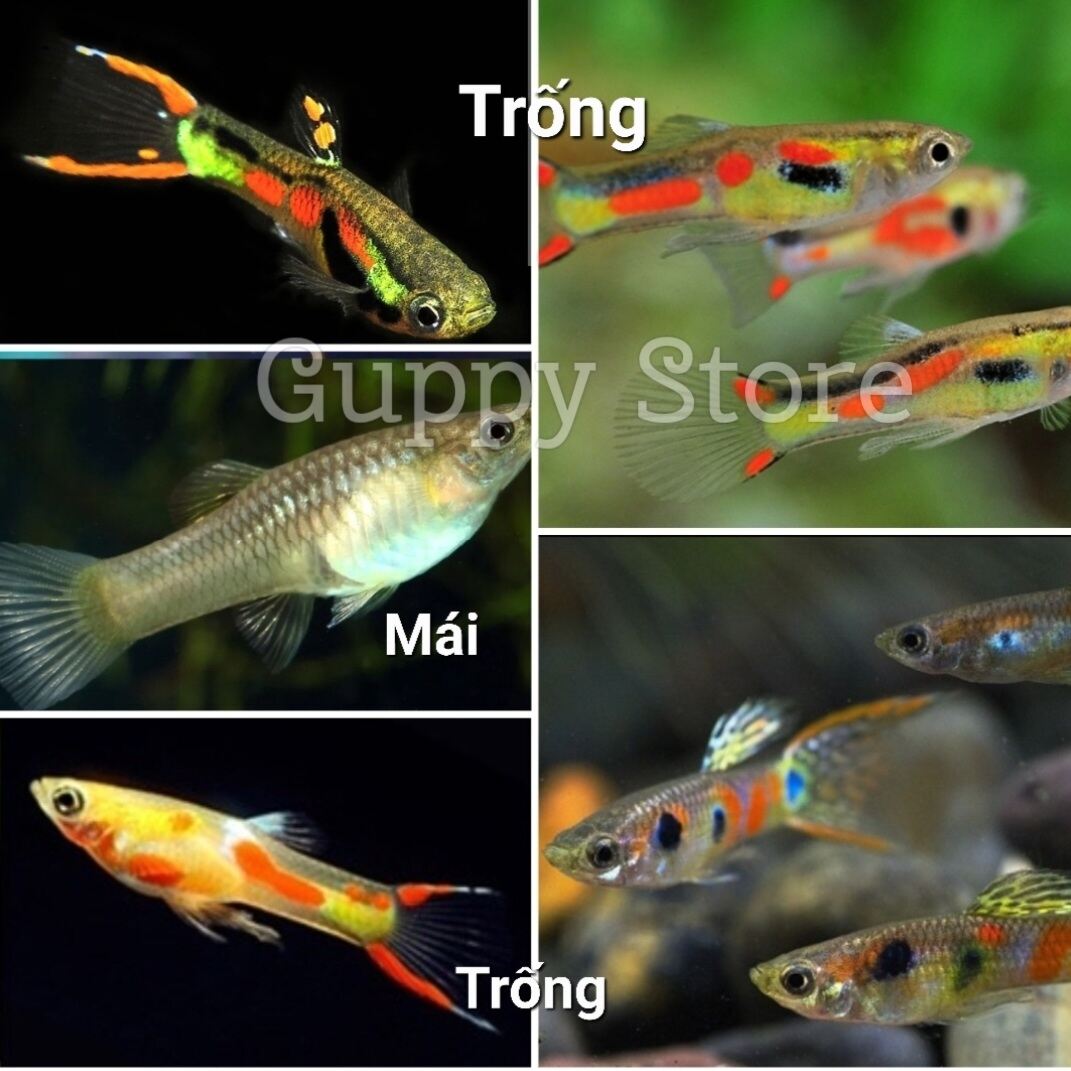 39k5 cặp Cá 7 màu Endler Neon như hình đủ Mái Trống Dòng này size luôn ...