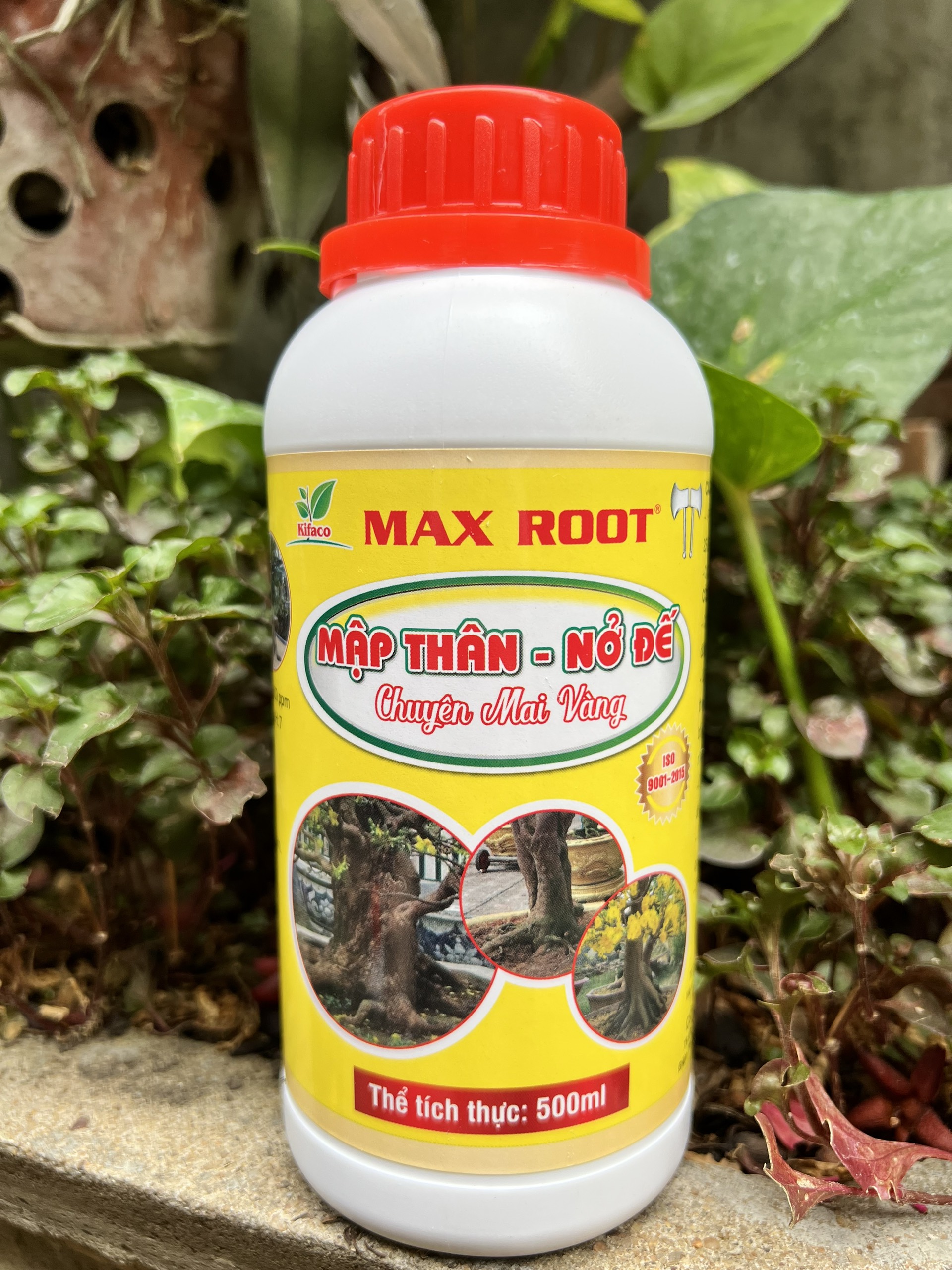 Phân Bón Mập Thân Nở Đế Chuyên Mai Vàng Max Root Chai 0,5 Lít | Lazada.vn