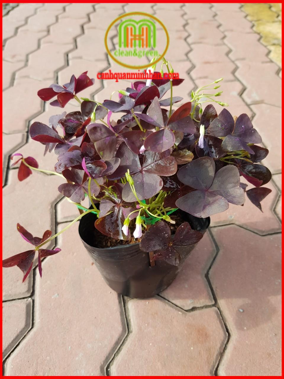 Cây hoa bướm đêm đẹp Oxalis Triangularis + có tặng kèm phân bón cây ...