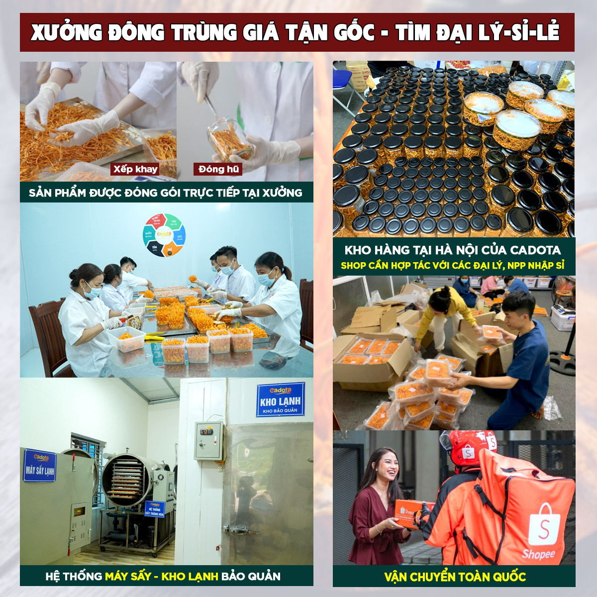 Hũ 10g Đông trùng hạ thảo sấy thăng hoa Sợi Gãy giúp dễ ngủ tăng cường ...