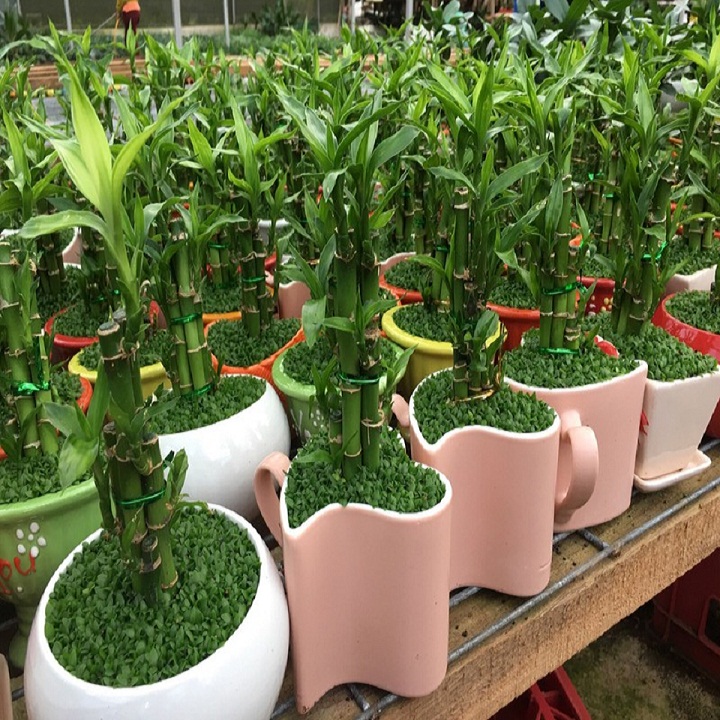 CÂY TRÚC PHÁT LÔC (CÂY TÀI LỘC) MANG LẠI MAY MẮN, TÀI LỘC CHO GIA CHỦ ...