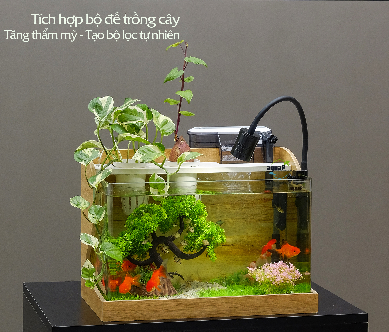 BỂ CÁ ĐỂ BÀN CAO CẤP TRỌN BỘ ĐẦY ĐỦ THIẾT BỊ AQUAP AM2 | Lazada.vn