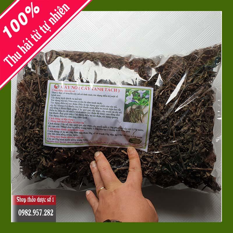 Cây nổ (sâm tanh tách) Hỗ trợ điều trị bệnh thận hư, suy thận cực hay ...