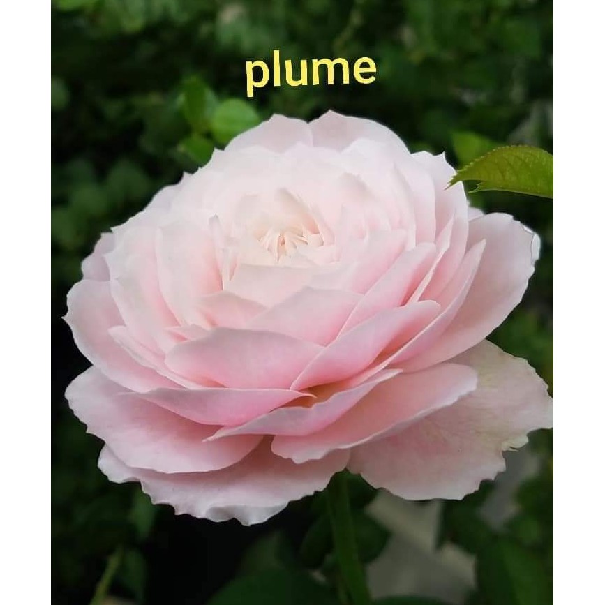 Cành Chiết Hoa Hồng Ngoại Plume (Giống Hoa Hồng) | Lazada.vn