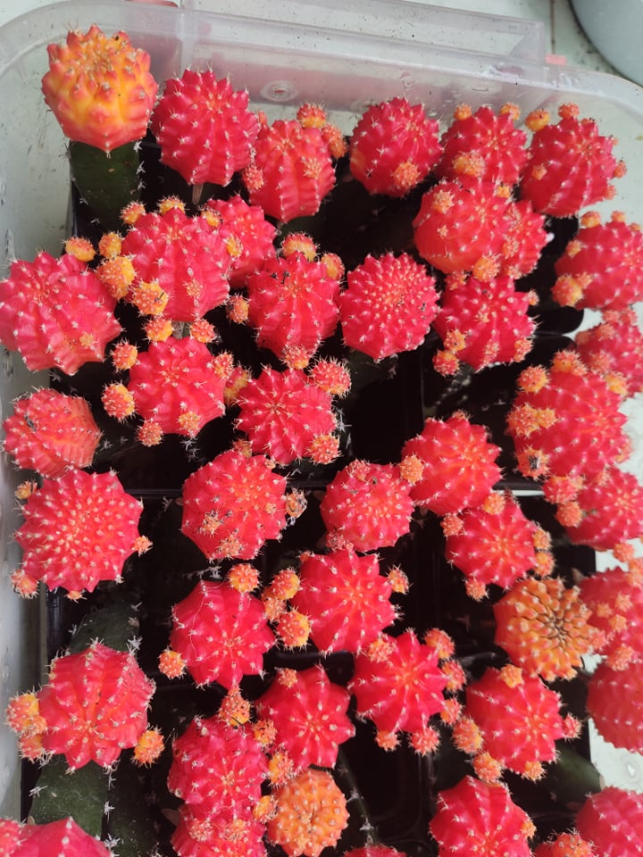 xương rông tháp hồng có con đeo nhiều (pink) màu hiếm gặp (xr tháp đỏ ...