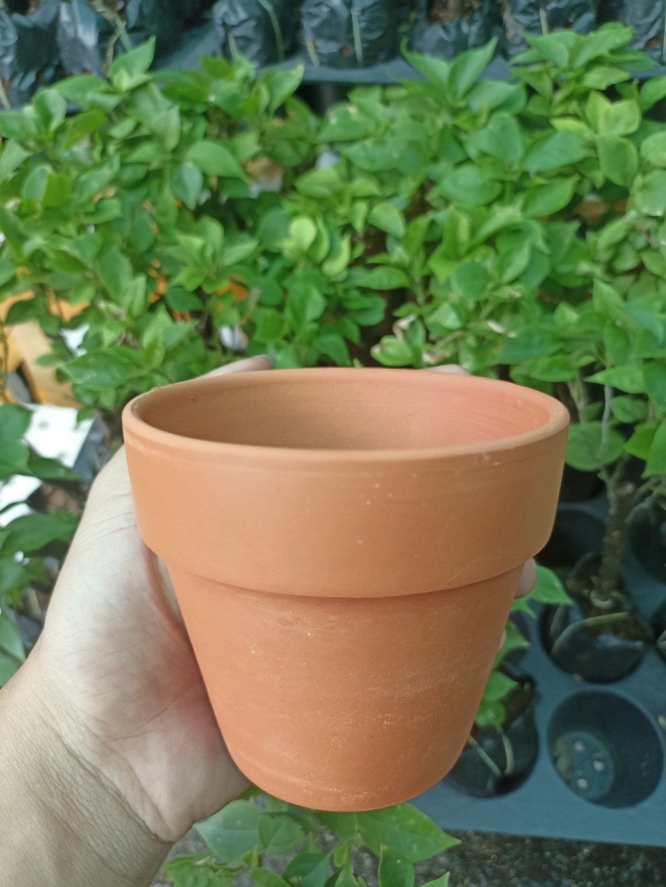 CHẬU ĐẤT NUNG MINI - CHẬU TRỒNG SEN ĐÁ, XƯƠNG RỒNG, BONSAI - NHIỀU KÍCH ...