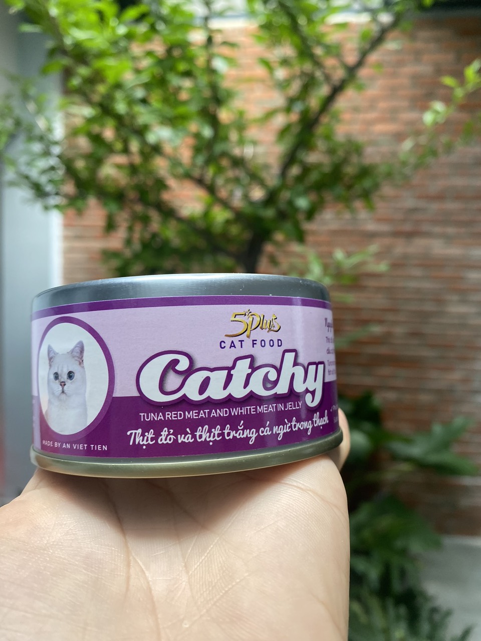 Pate mèo Catchy 5plus Lon 170g, pate dạng thạch dinh dưỡng cho mèo ...