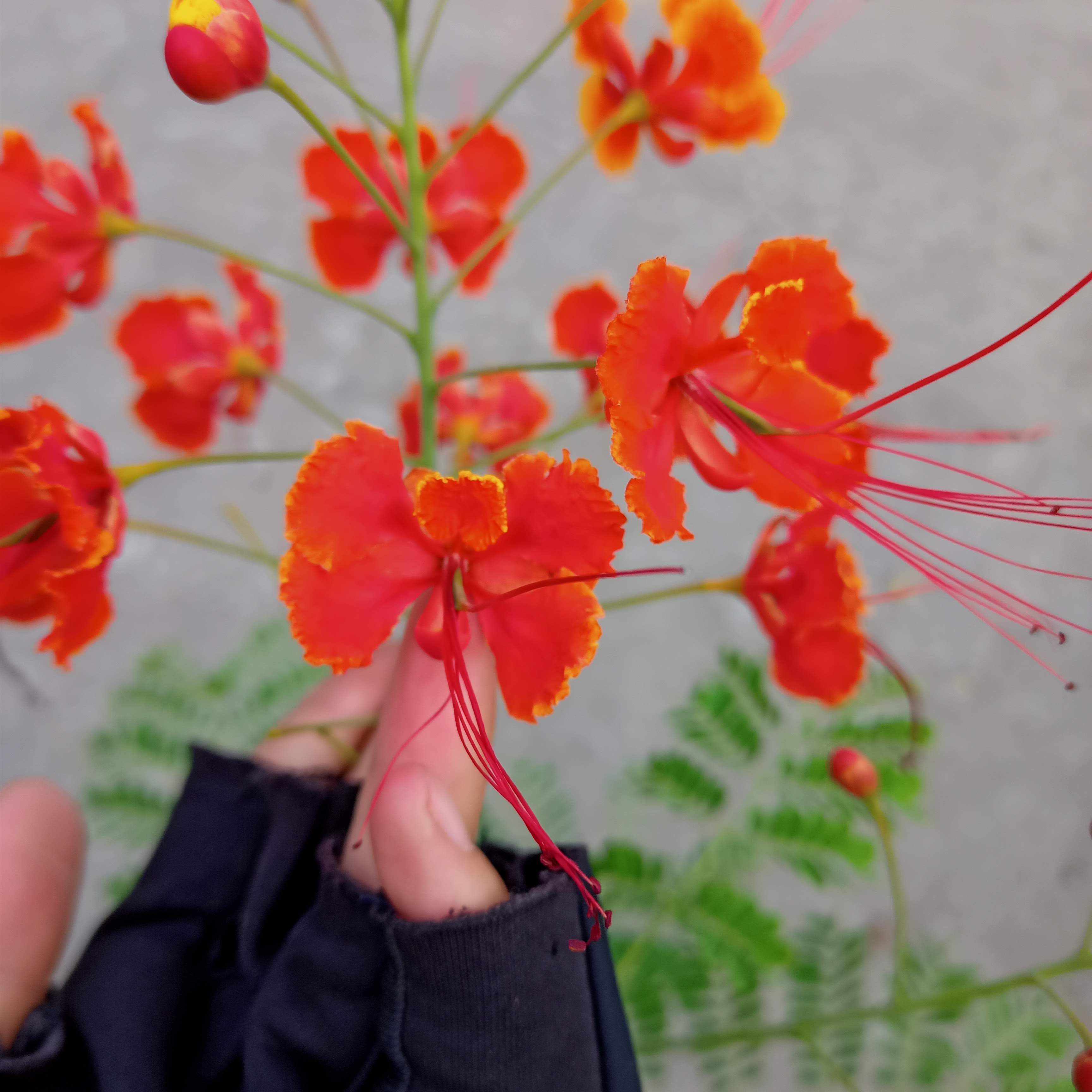 Cây kim phượng (điệp cúng) hoa đỏ, vàng, hồng Caesalpinia pulcherrima ...