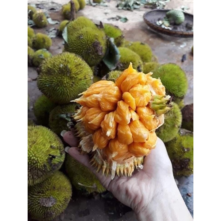 MÍT TÍ HON ẤN ĐỘ QỦA NHỎ SIÊU THƠM ( cây cao 60-80 cm ) | Lazada.vn