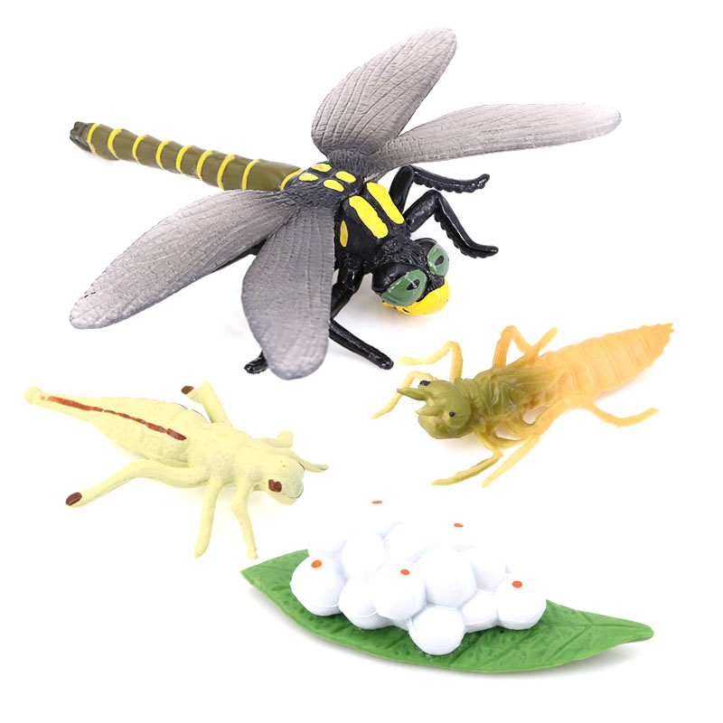 Life Cycle of A Dragonfly Insects Life Cycles Growth Model Children ...