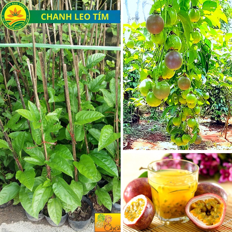 Cây giống chanh leo tím, Cây chanh leo vàng đài loan, dòng cho quả sớm năng suất cao, ít sâu ...