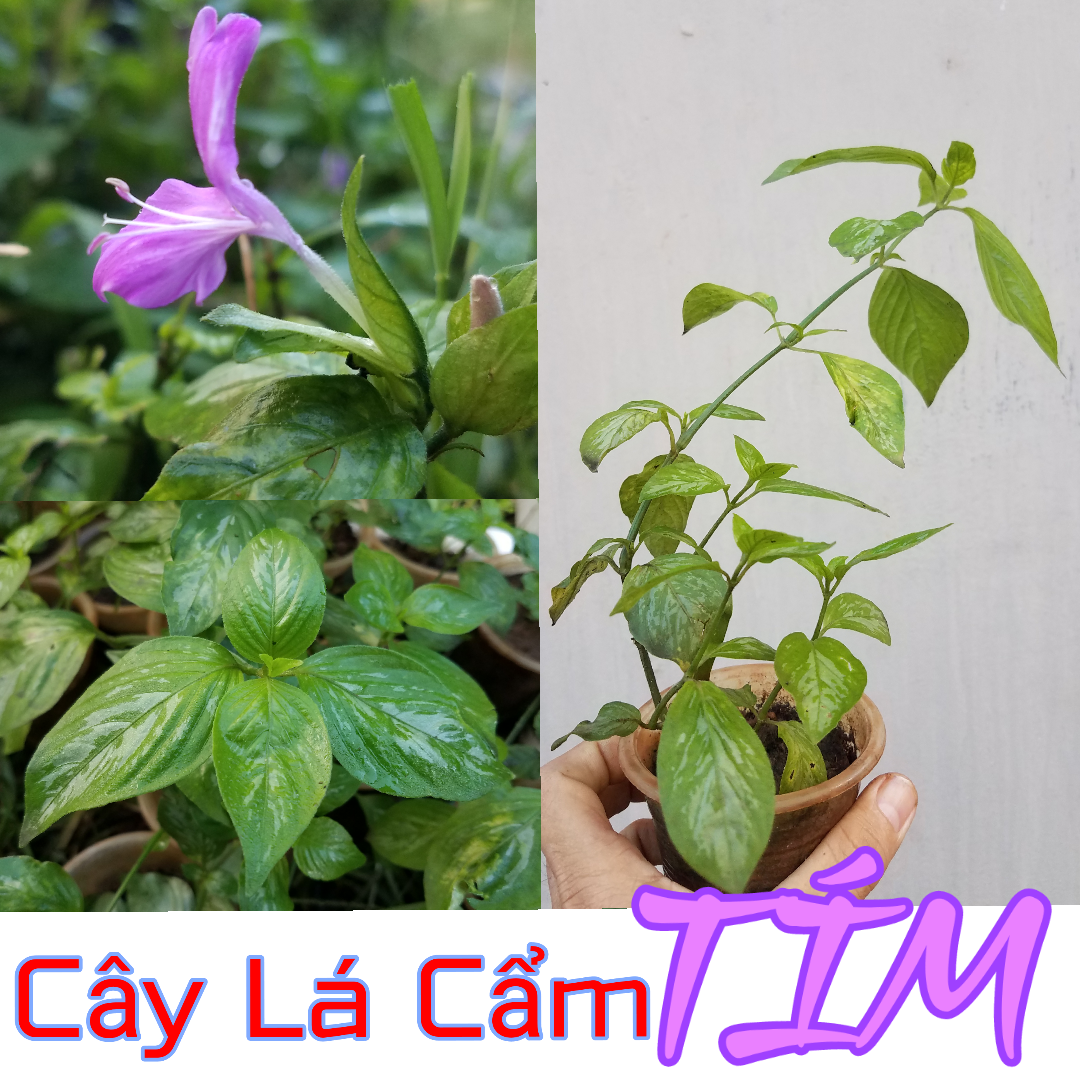 1 Cây lá Cẩm Tím hoặc Cẩm ĐỎ . Peristrophe roxburghiana. Lá nếp cẩm ...