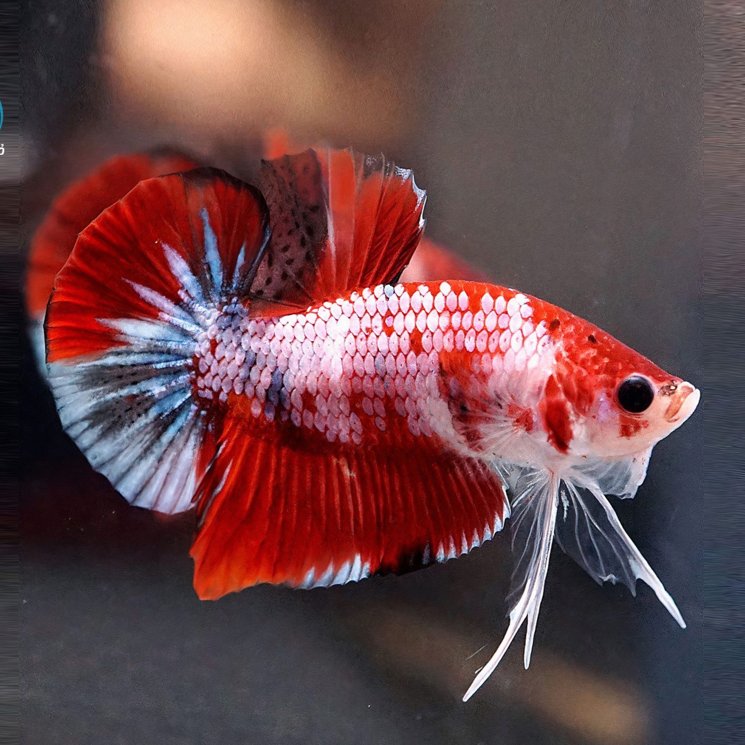 Cá Cảnh Như Lê Việt Nam Cửa Hàng Chính Hãng Trực Tuyến | Mua Ngay Trên ...