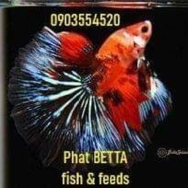 PHAT BETTA SHOP